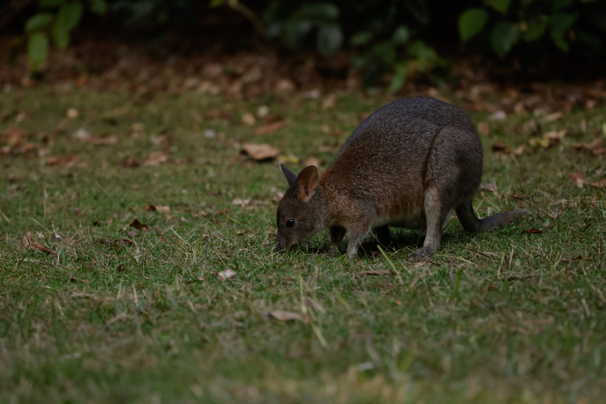 Thylogale thetis (Lesson, 1828)