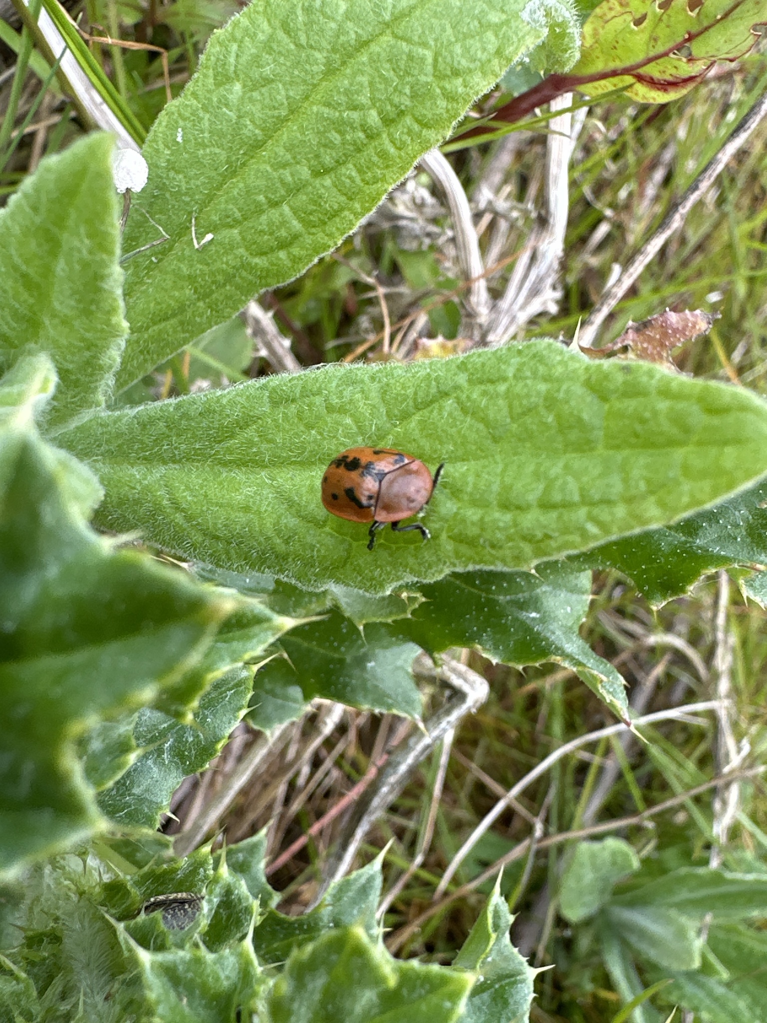 Cassida murraea Linnaeus, 1767