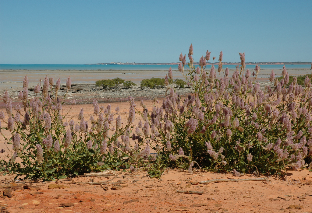 Pink Mulla Mulla from Broome Bird Observatory, Roebuck WA 6725 ...