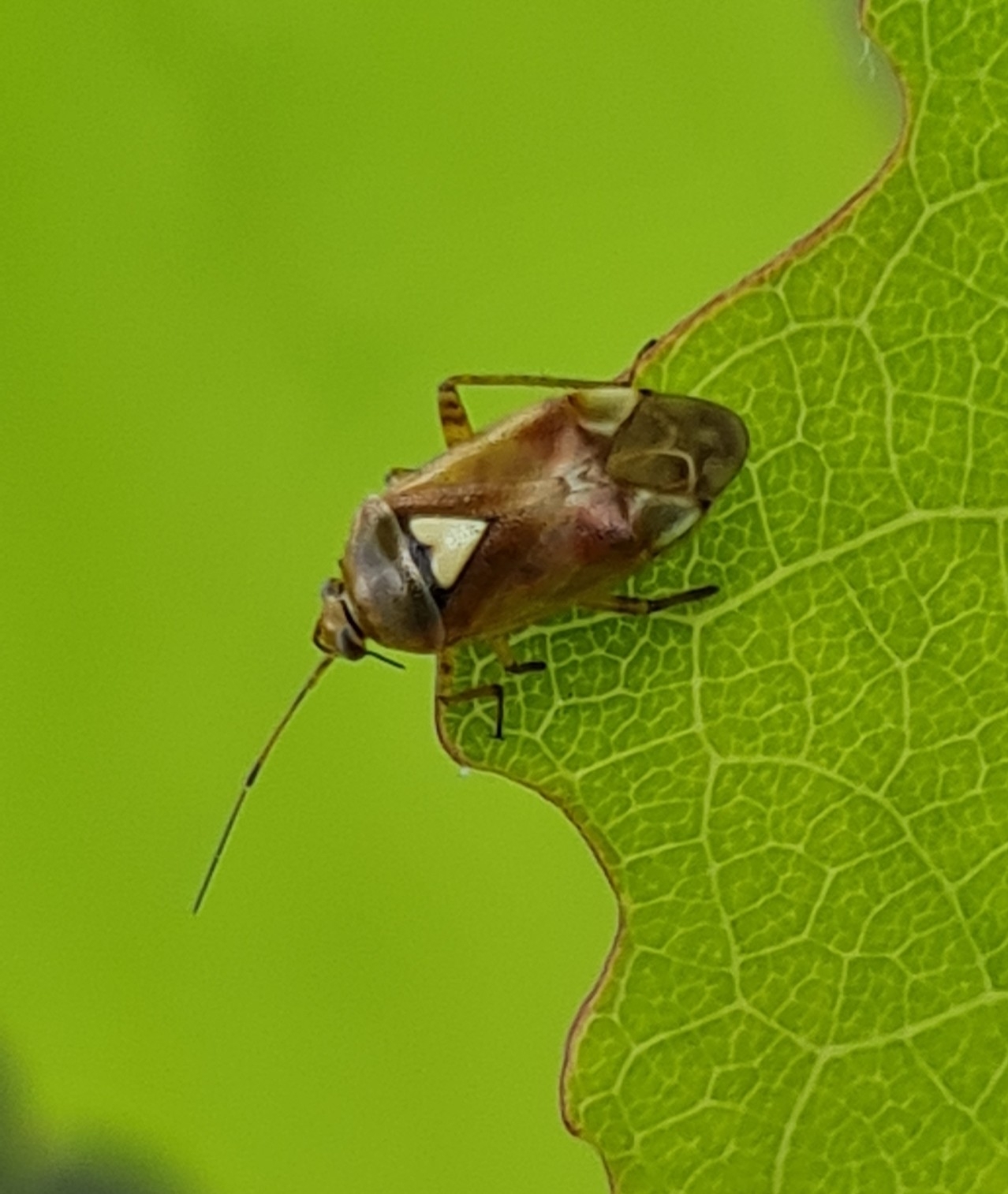 Lygus pratensis (Linnaeus, 1758)