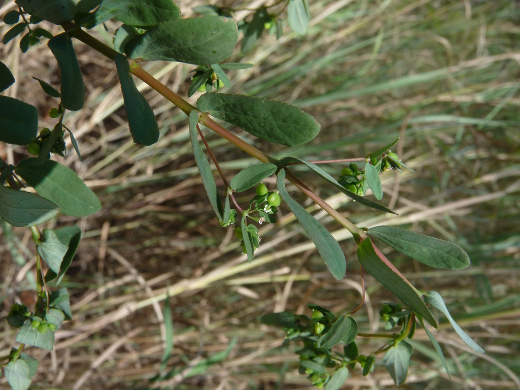 hyssop spurge from Ehlanzeni District Municipality, South Africa on ...