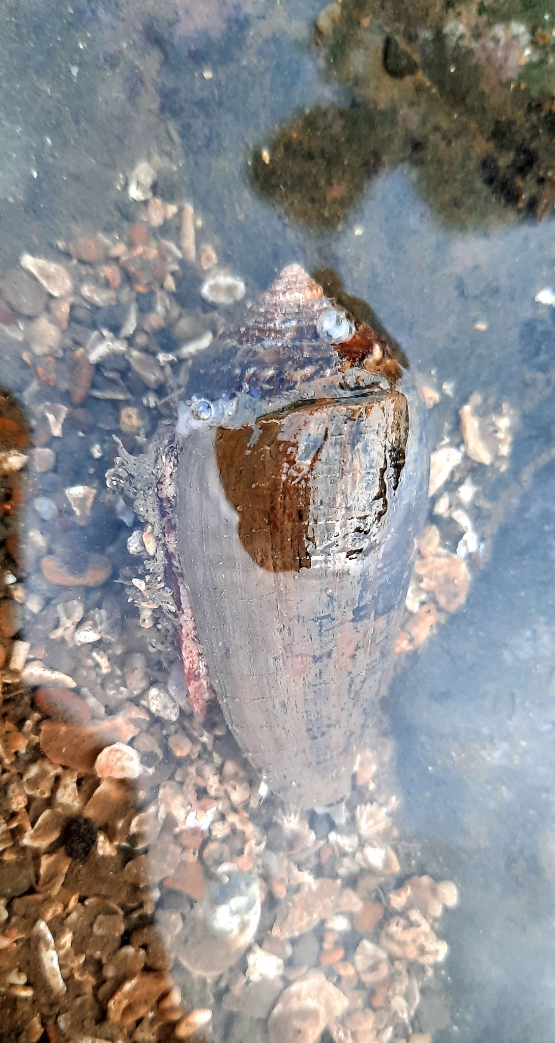 Conus achatinus Gmelin, 1791