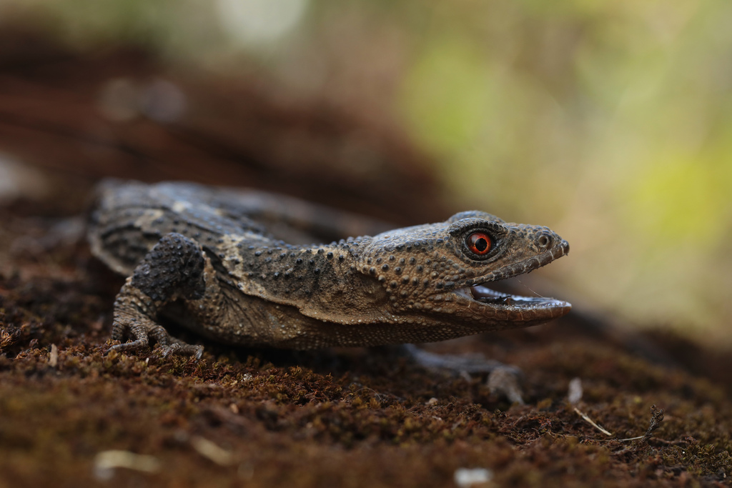 Knob-scaled Lizard from Texhuacán, Ver., Mexiko on March 17, 2023 at 06 ...