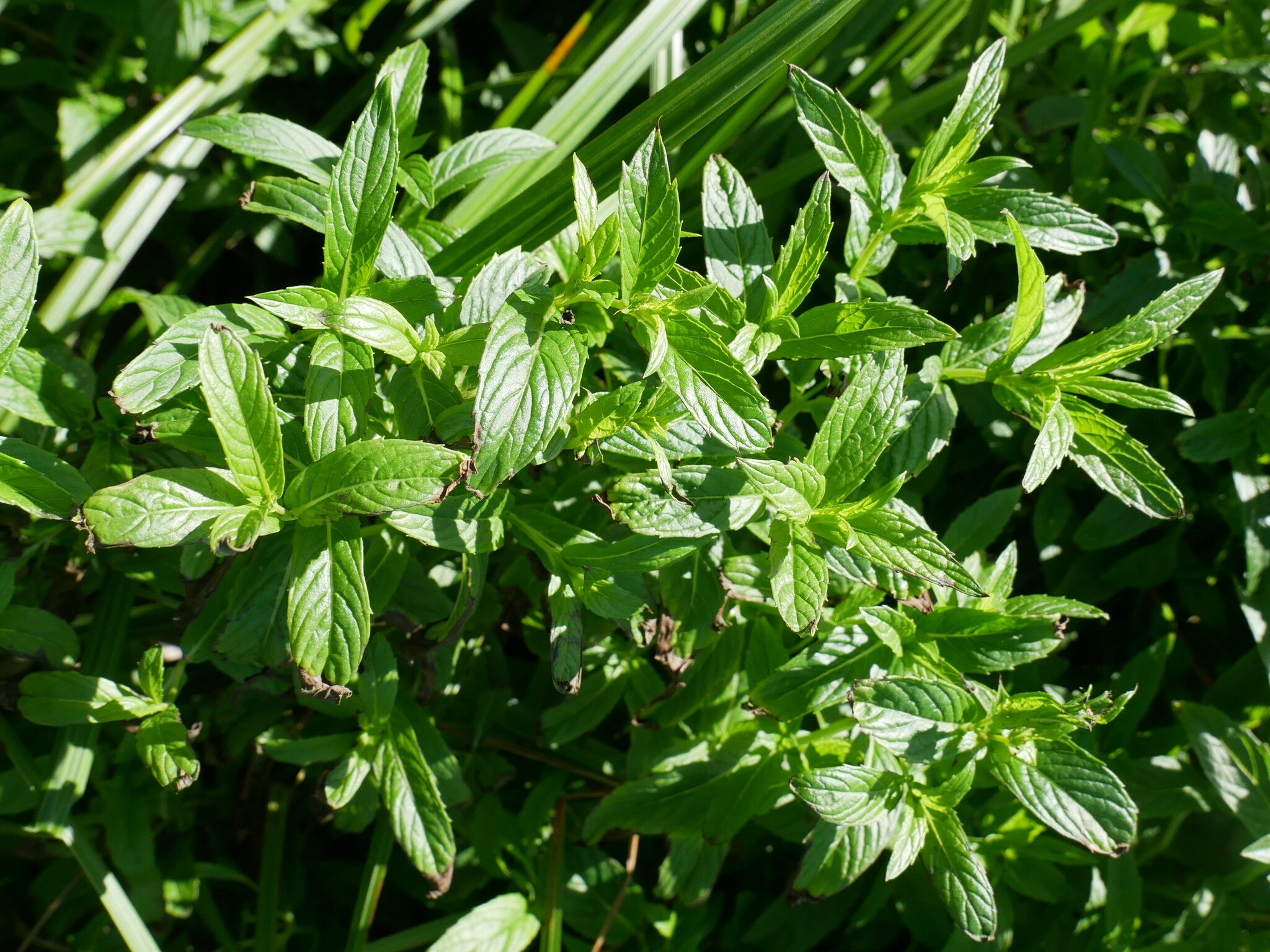 Mentha spicata L.