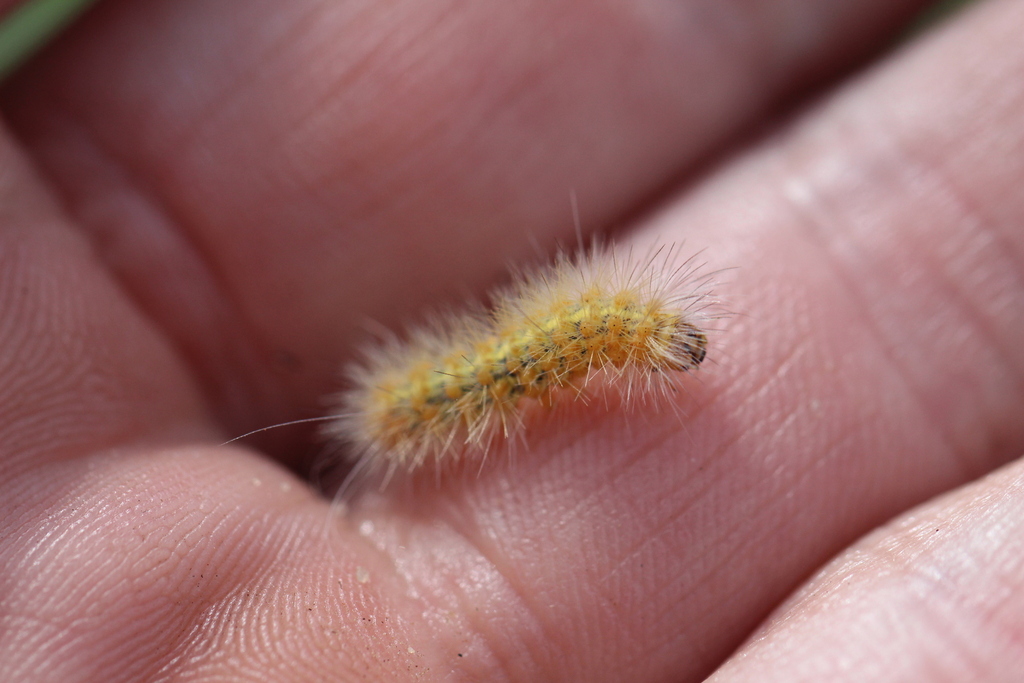 Ermine Moths from Gene Howe WMA, NW side on May 10, 2023 at 05:38 PM by ...