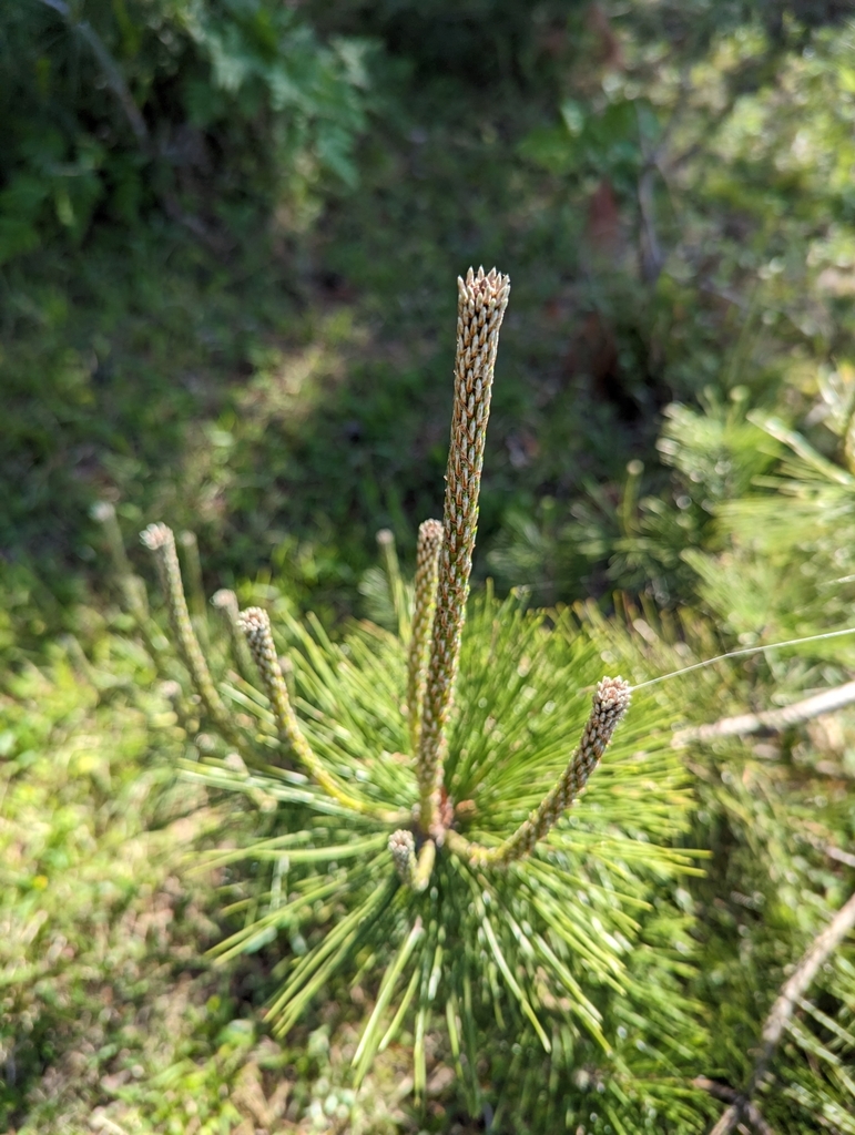 Japanese black pine from 2-25 Shiodo, Takahama, Oi District, Fukui 919 ...