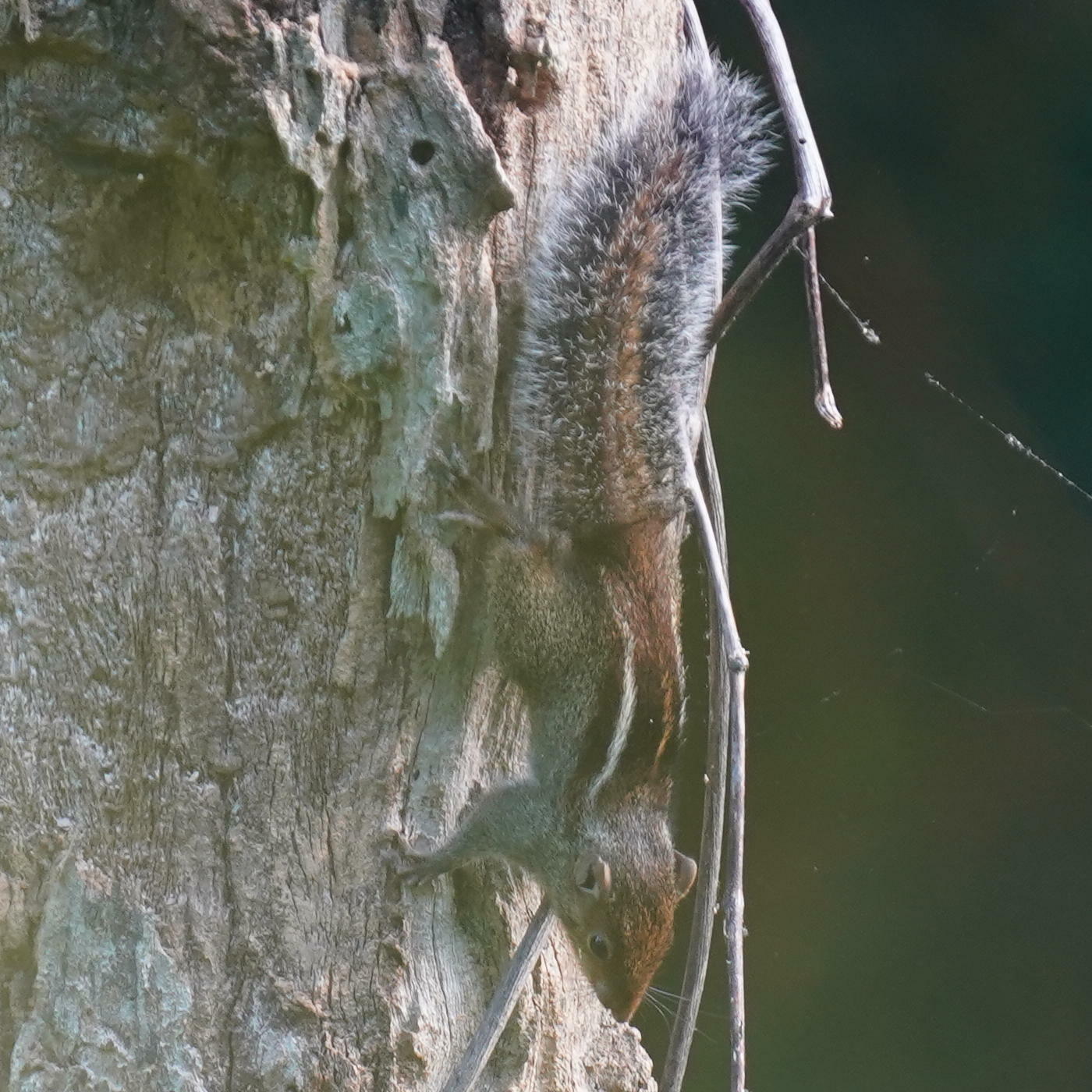 Funambulus tristriatus (Waterhouse, 1837)