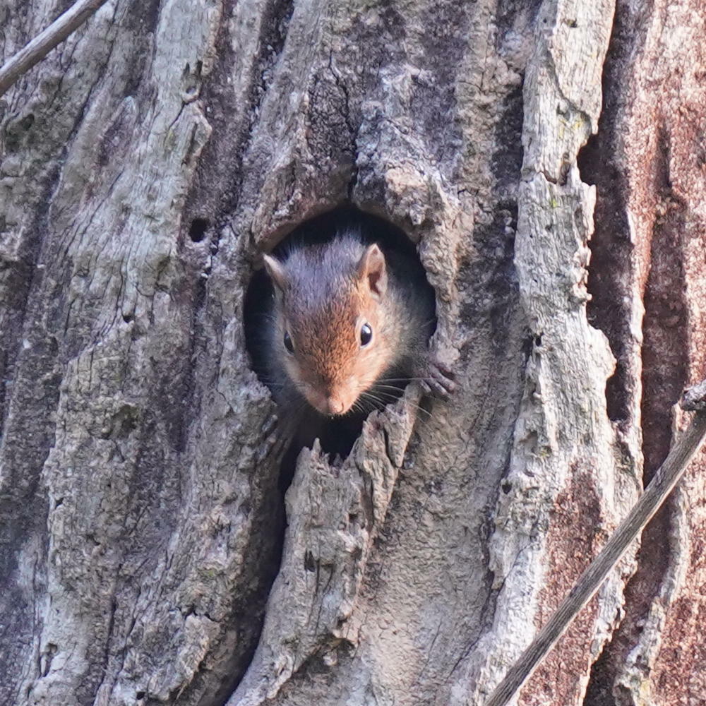 Funambulus tristriatus (Waterhouse, 1837)