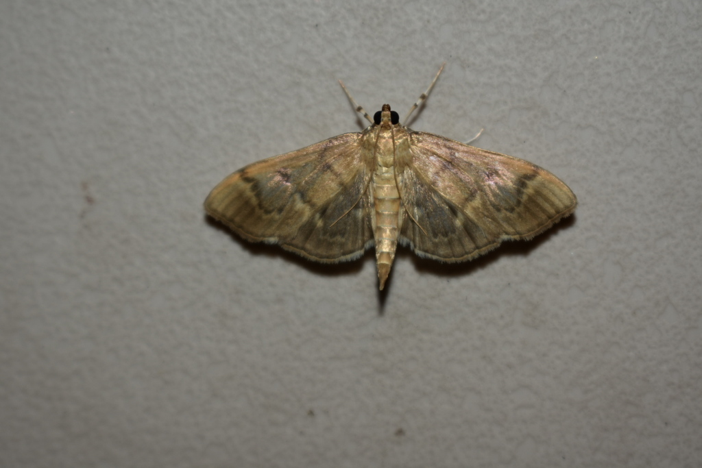 Serpentine Webworm Moth from 24 Connors Farm Dr, Smithfield, RI 02917 ...