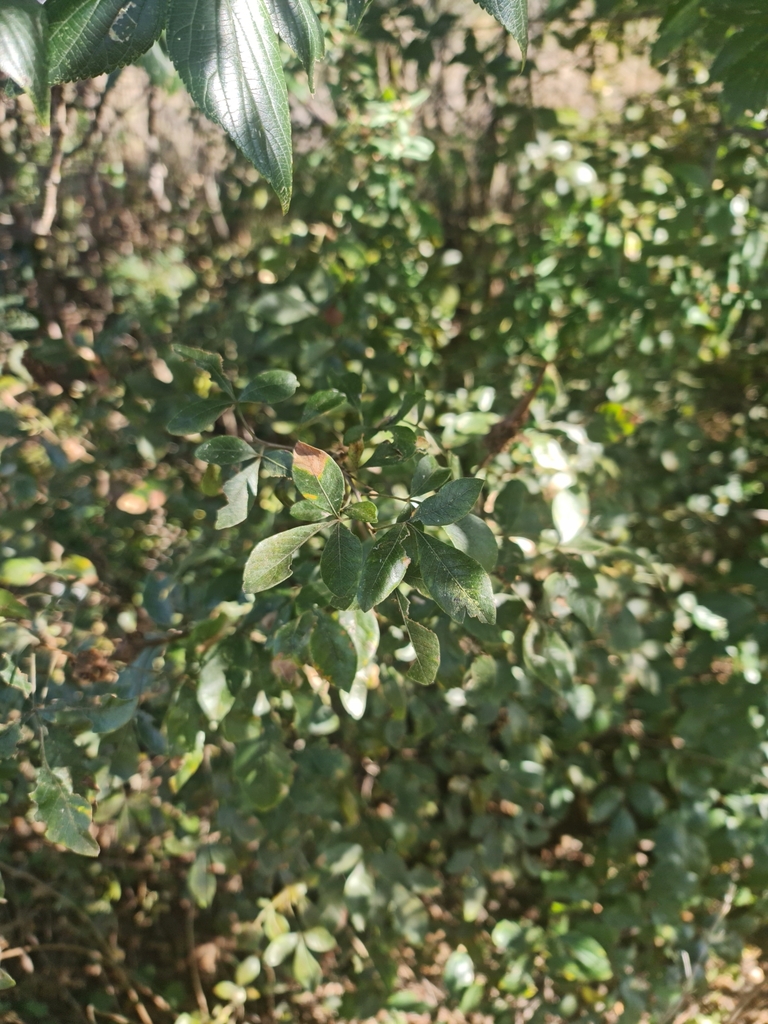 Common Wild Currant from Carletonville, 2499, South Africa on May 11 ...