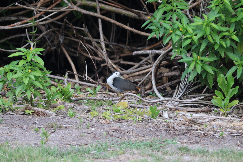 White-breasted Waterhen from West Island Shire of Cocos 6799, Cocos ...