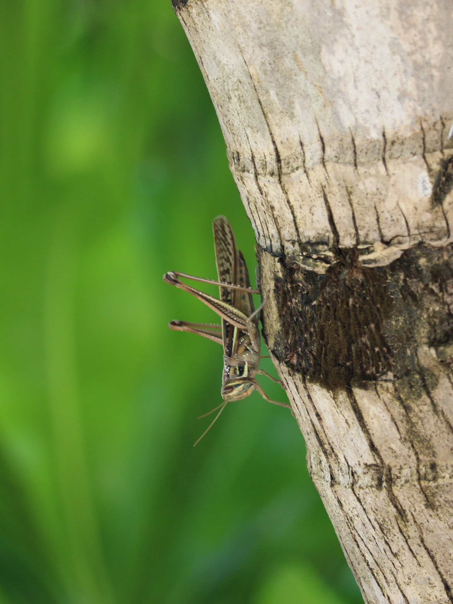 Patanga succincta (Johannson, 1763)