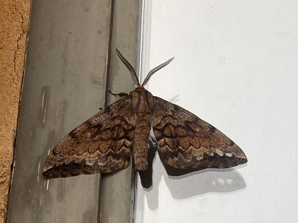 Batwing Moth from Sugarloaf Ward, Bend of Islands, VIC, AU on May 11 ...