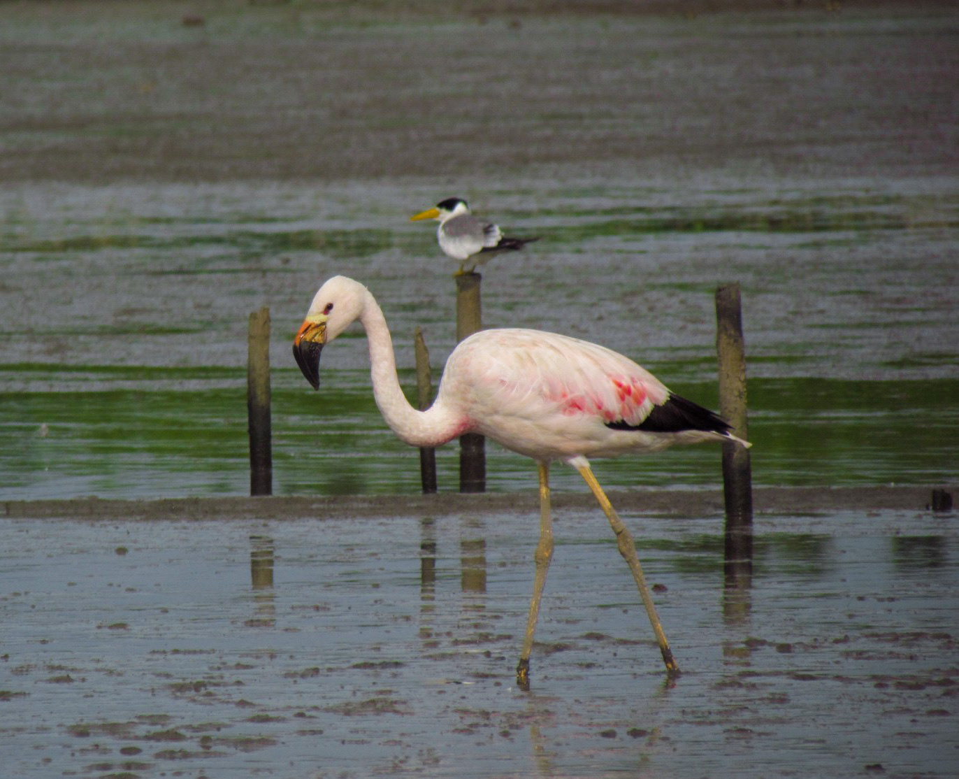 Phoenicoparrus andinus (Philippi, 1854)