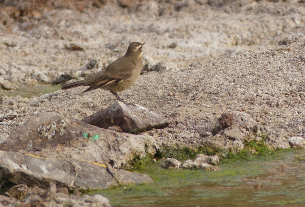 Buff-winged Cinclodes from Antofagasta, Chile on July 31, 2022 at 10:16 ...