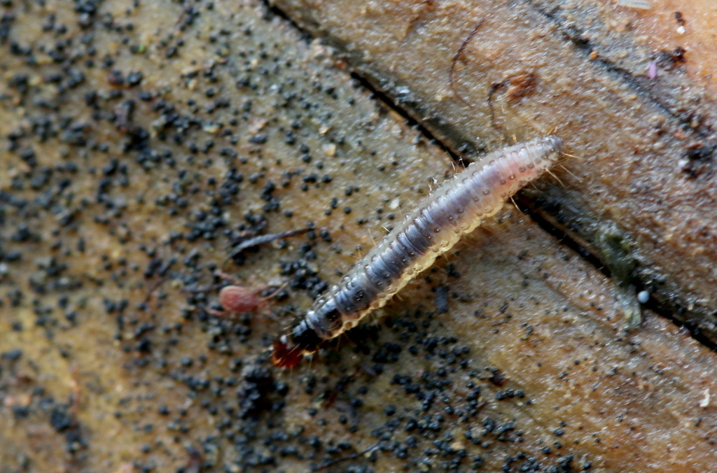 Beetles from Moregloed, Pretoria, 0186, South Africa on May 10, 2023 at ...
