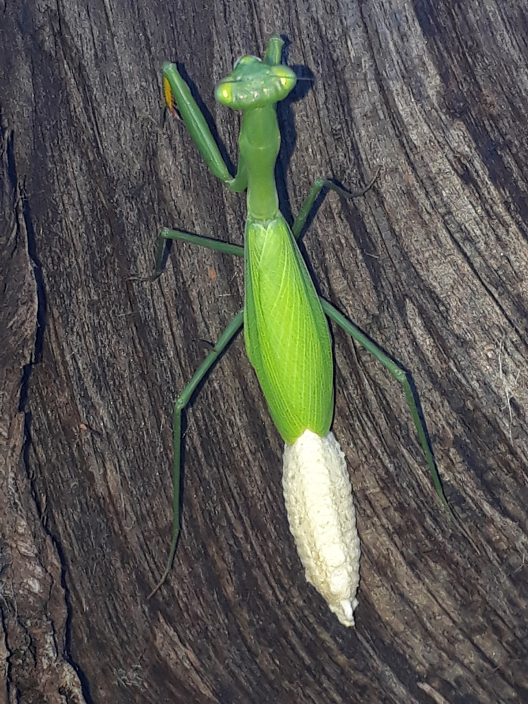 Miomantis quadripunctata from Top dam, Blommekloof on May 10, 2023 at ...