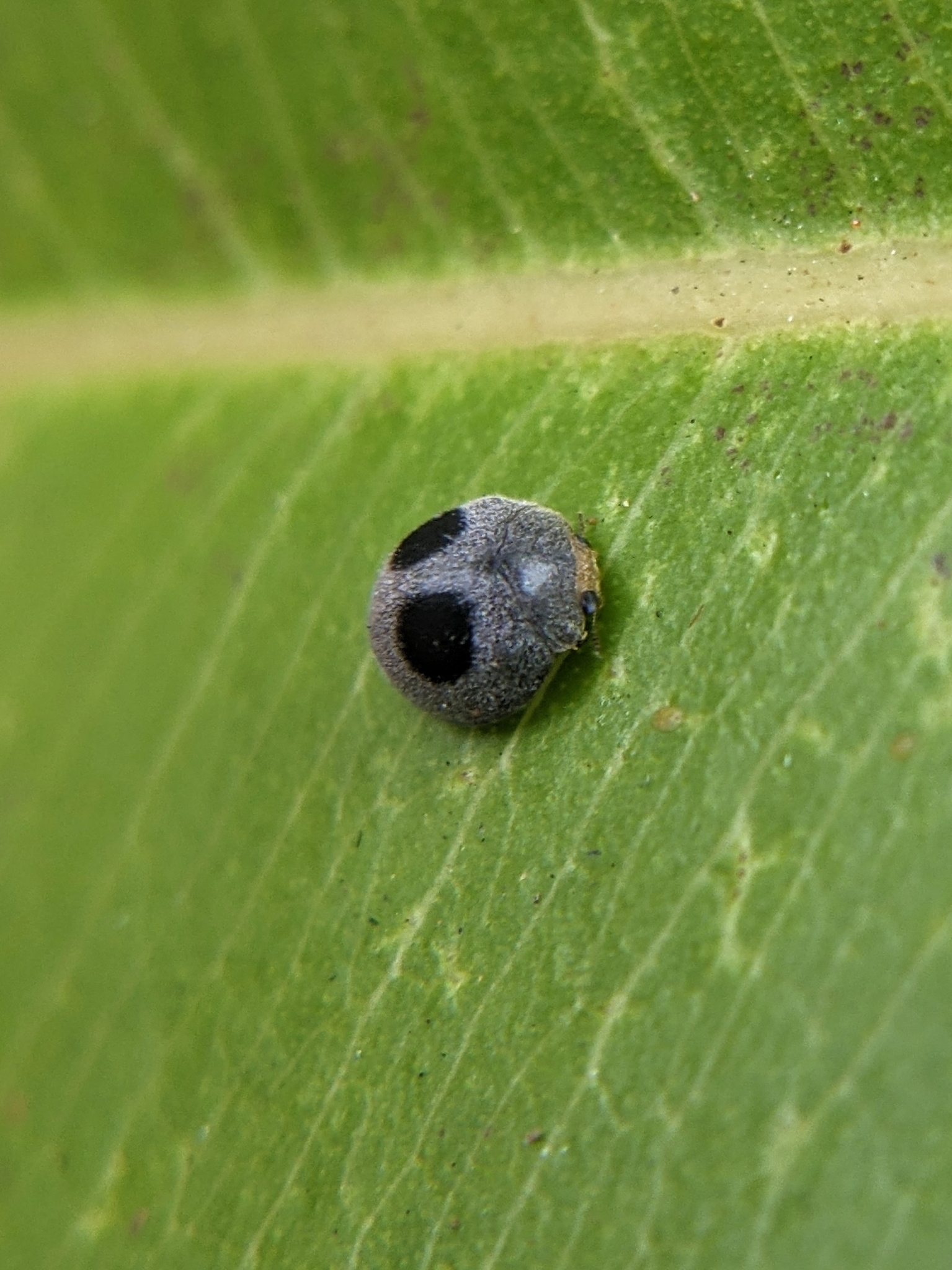 Azya orbigera Mulsant, 1850