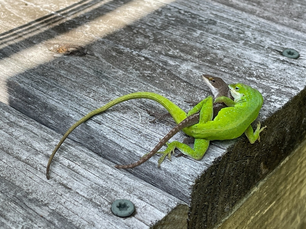 Green Anole from Inland Junction, AL on May 7, 2023 at 01:47 PM by ...