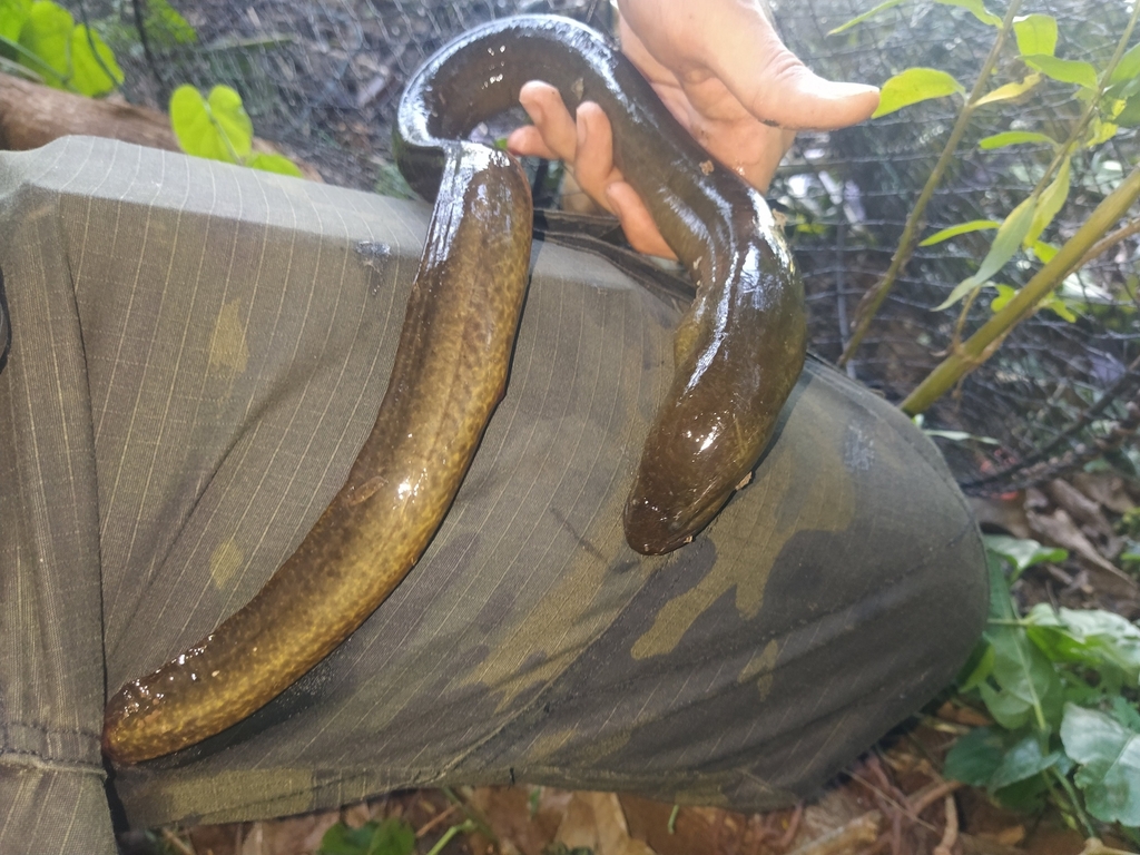 Marbled Swamp Eel from Zona 23 - Maringá, PR, Brasil on October 20 ...