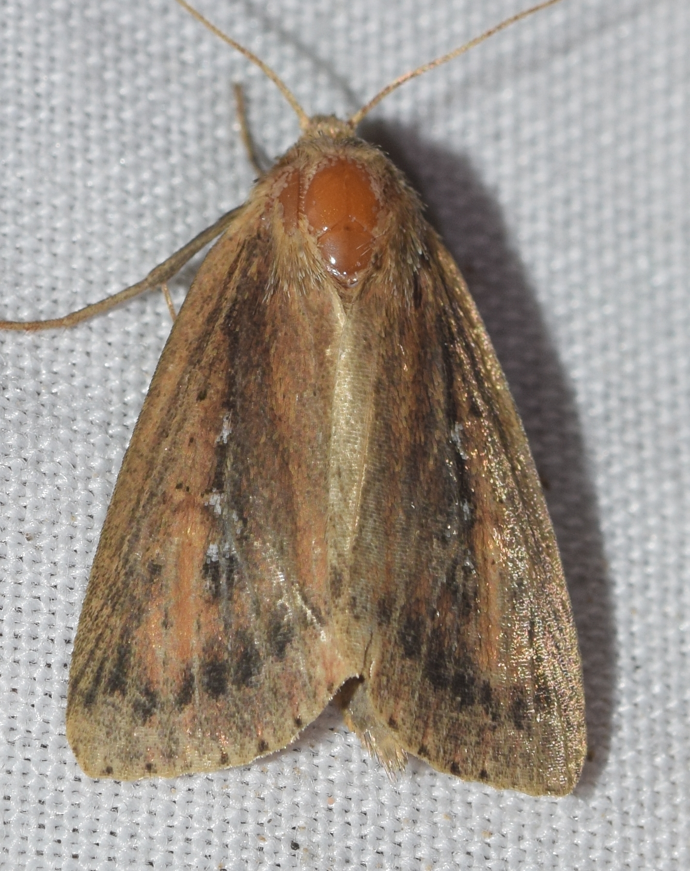 Lenisa geminipuncta Haworth, 1809