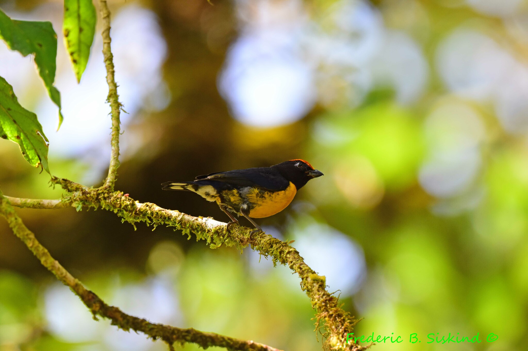 Euphonia anneae Cassin, 1865