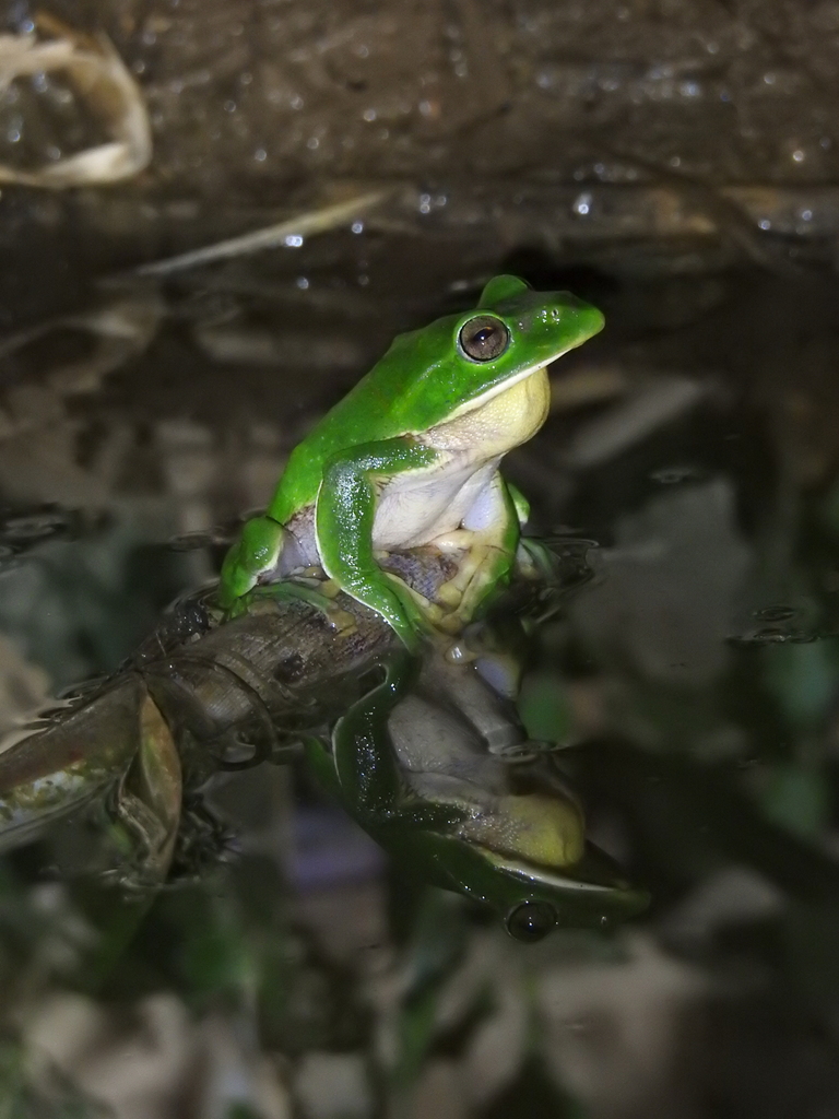White-lipped Treefrog from 中国云南省德宏傣族景颇族自治州盈江县下石梯 邮政编码: 679313 on May 7, 2023 at 12:10 AM by 红耳鹎 ...