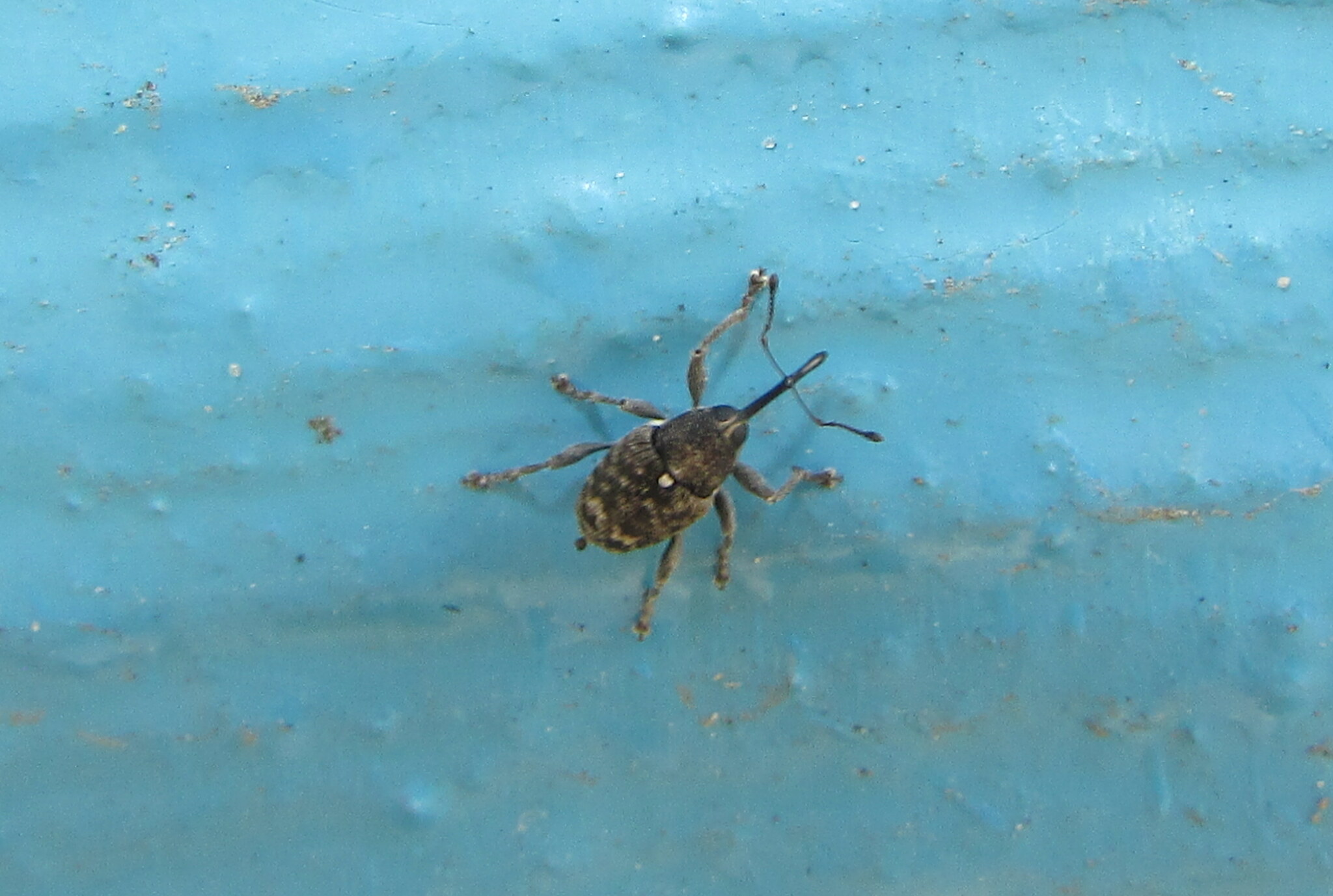 Curculio villosus J.C.Fabricius, 1781