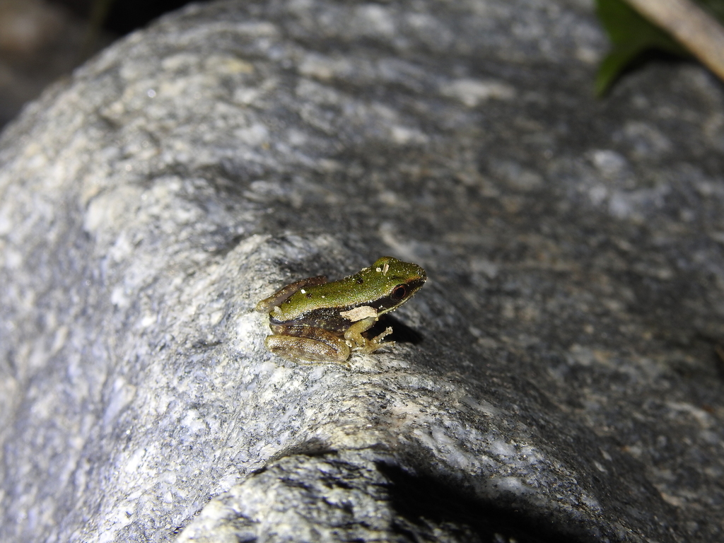 Green Cascade Frog from 中国云南省德宏傣族景颇族自治州盈江县 on May 07, 2023 at 09:58 PM ...