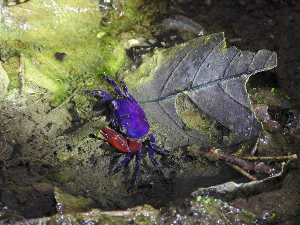 Phricotelphusa elegans in May 2023 by 红耳鹎 Xinrong Lin · iNaturalist