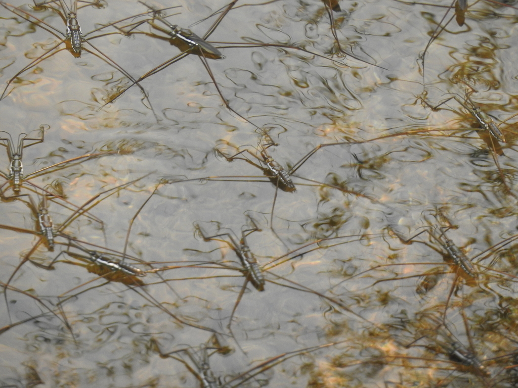 Ptilomera from 中国云南省德宏傣族景颇族自治州盈江县那邦镇 on May 9, 2023 at 11:21 AM by 红耳鹎 ...