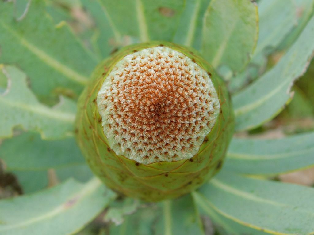 Wagon Tree from Greyton Nature Reserve, 7233, South Africa on May 11 ...