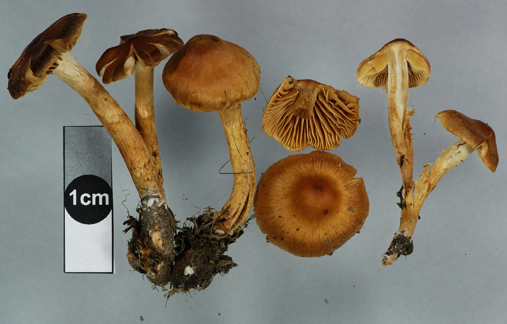 Cortinarius paludosaniosus from Riverlaw Terrace on March 13, 2009 by ...