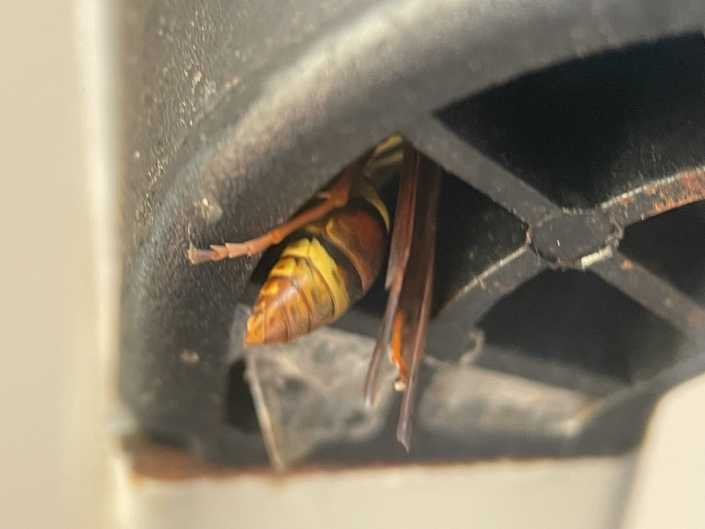 Australian Paper Wasp from Milton Pl, Lake Coogee, WA, AU on April 29 ...