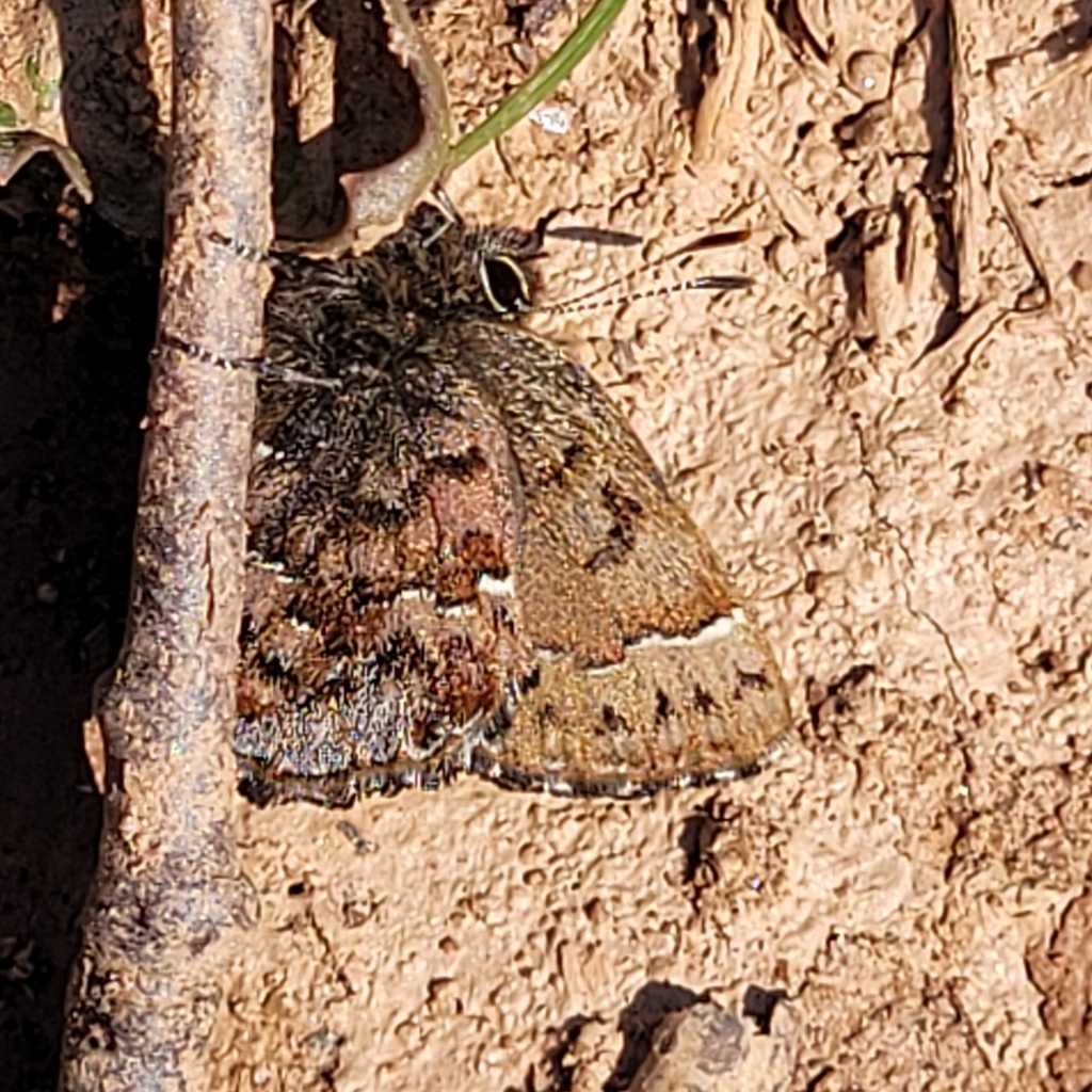 Bog Elfin from Mount Stewart, PE C0A 1T0, Canada on May 11, 2023 at 11: ...