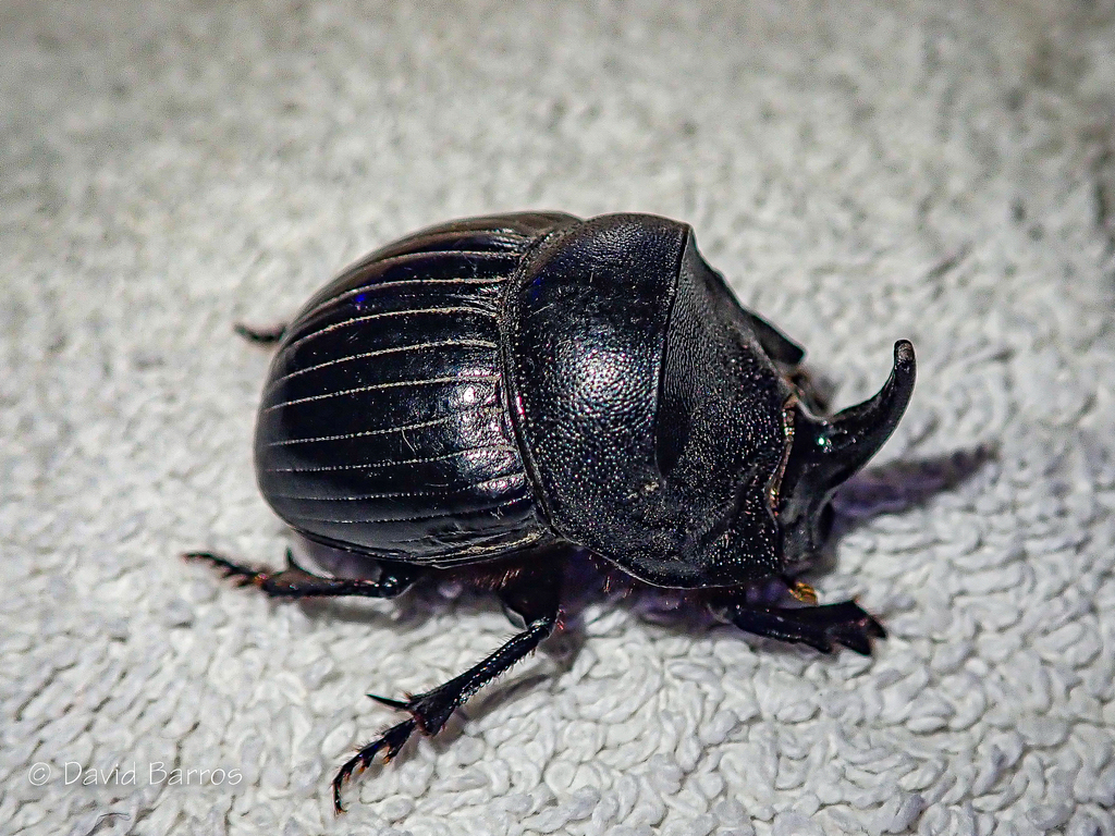 Spanish Dung Beetle (Insects of Jaén, AN, ES) · iNaturalist