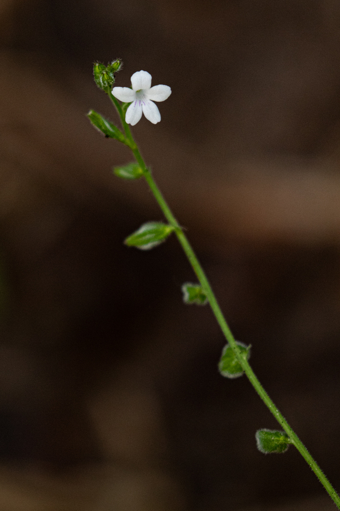 Priva flabelliformis from Condue River, Gorongosa National Park ...
