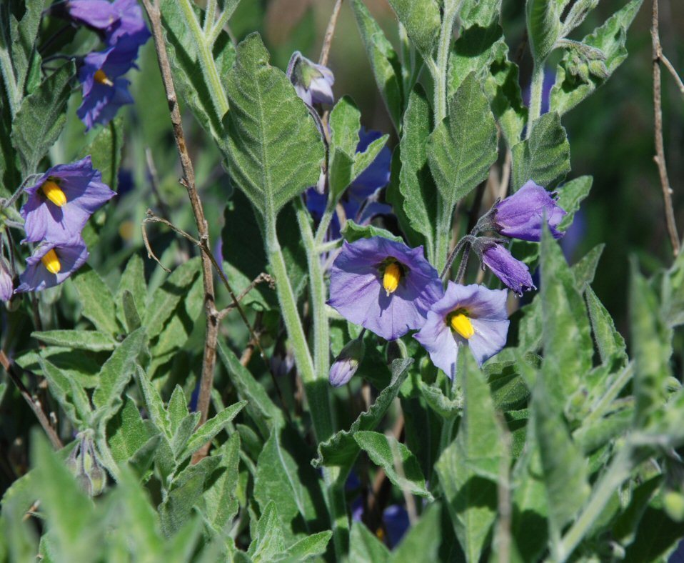 purple nightshade (Solanum xanti) - Botanical Realm