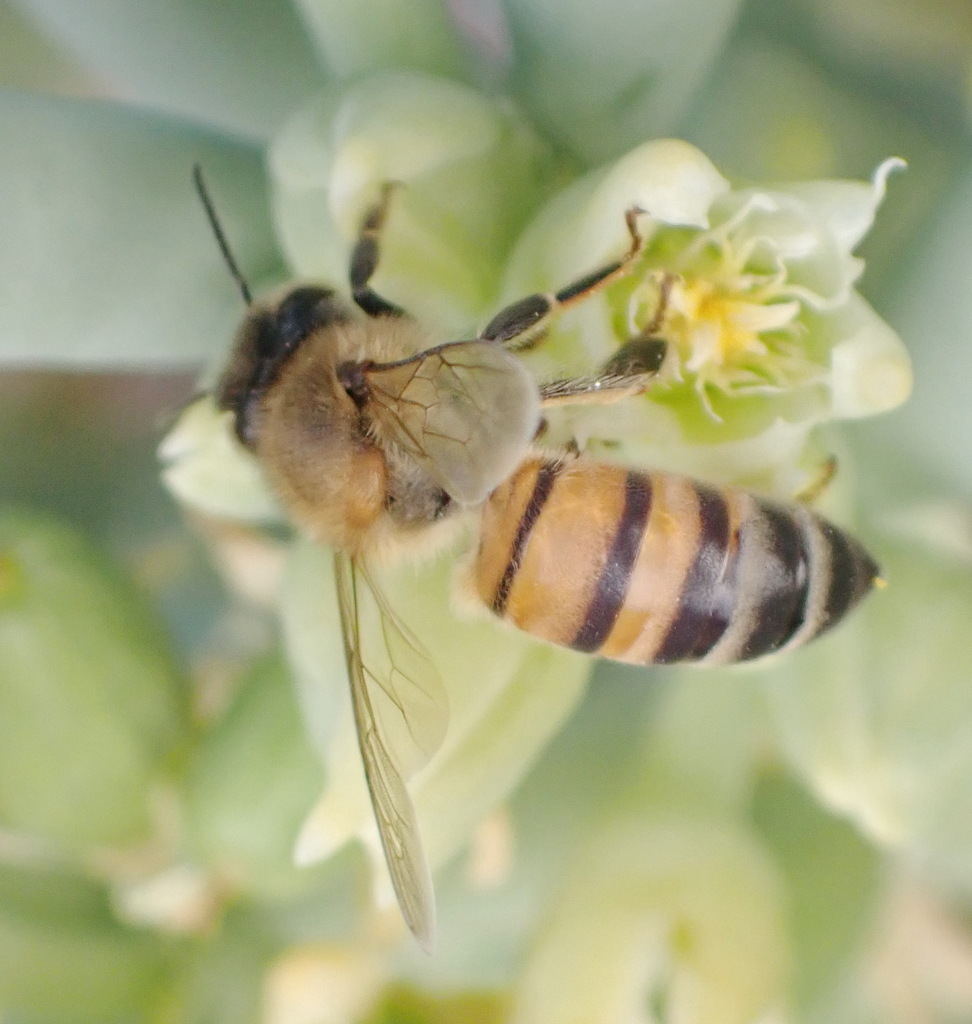 Cape Honey Bee from Central Karoo District Municipality, South Africa ...