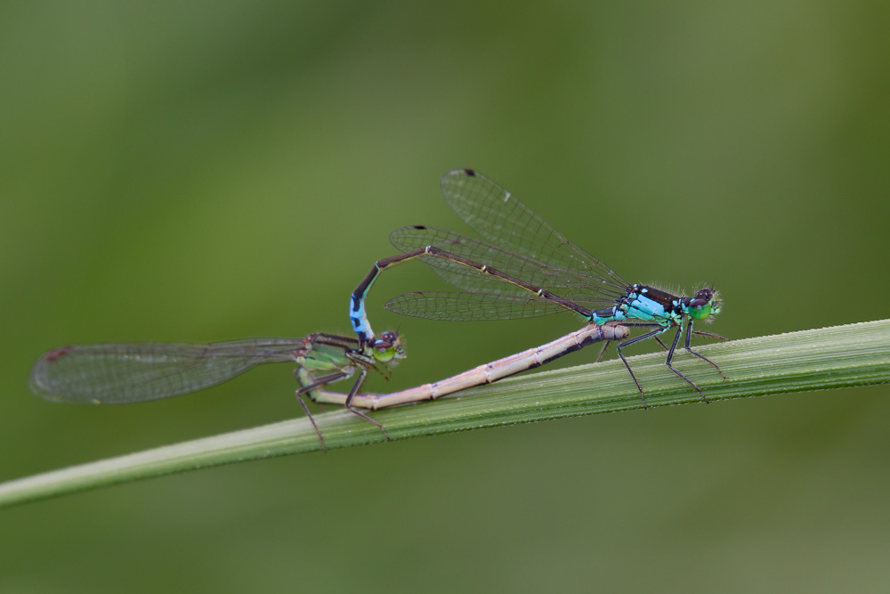 Plains Forktail (Dragonflies and Damselflies of Valles Caldera National ...