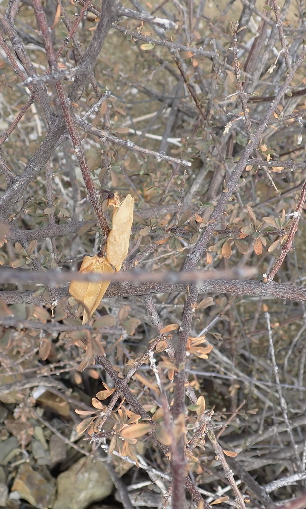 Karoo Gold from Central Karoo District Municipality, South Africa on ...