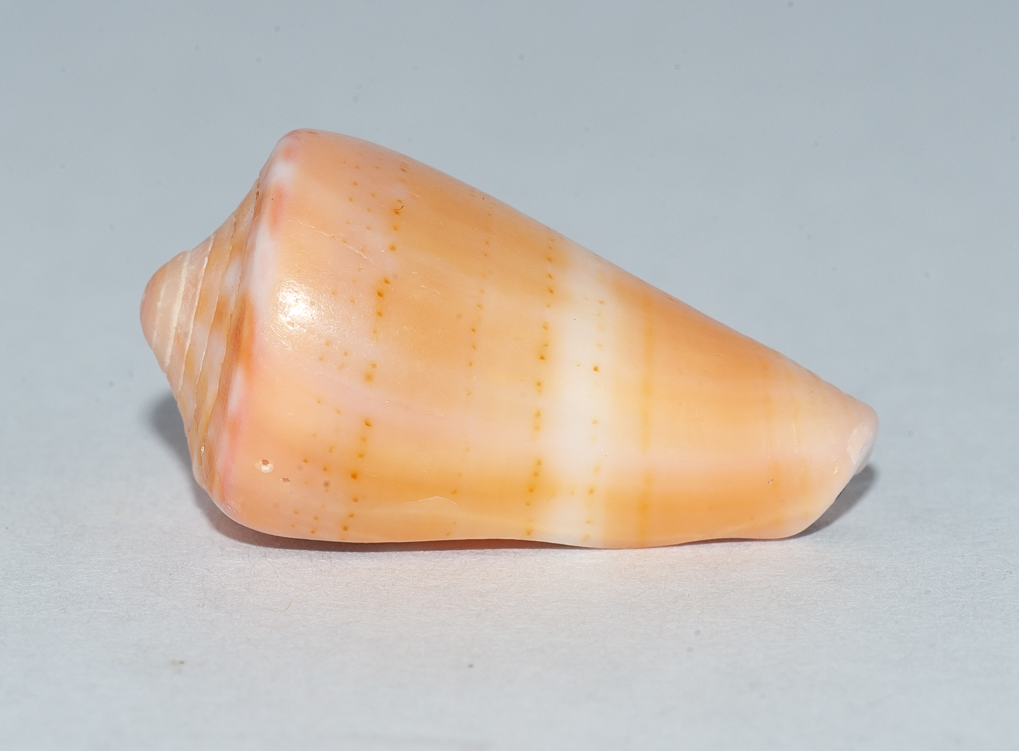 Conus daucus Hwass, 1792