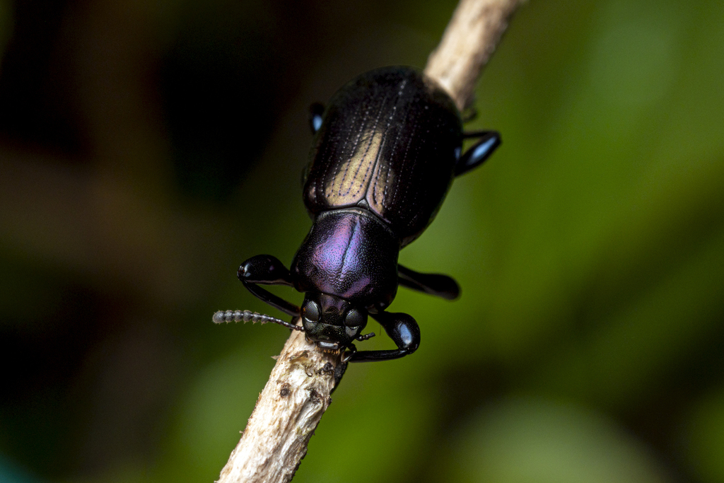 Cnodalonini in March 2023 by MSOne · iNaturalist