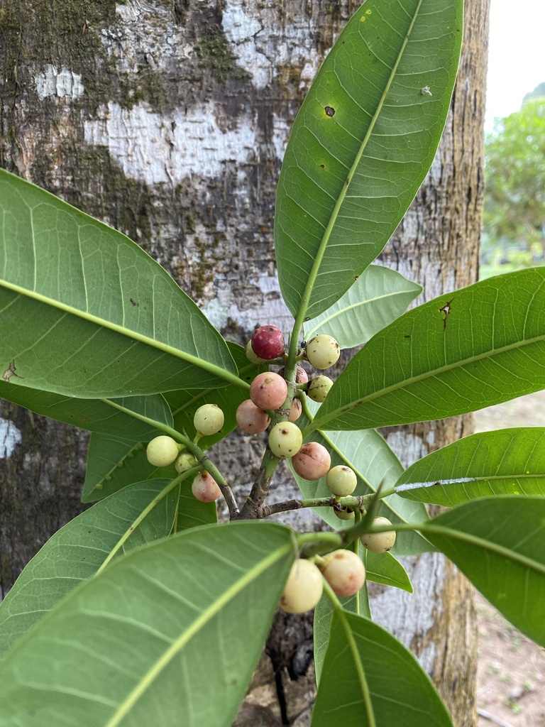Ficus bahiensis from Estrada Veracel, Porto Seguro, BA, BR on May 11 ...