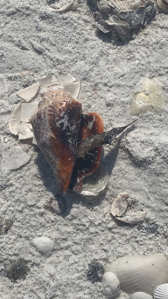 Florida Fighting Conch from Collier County on May 11, 2023 at 10:25 AM ...