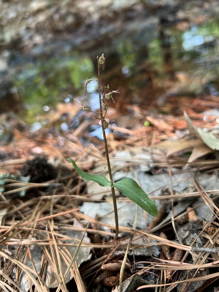 Southern Twayblade from Rosecroft Rd, Saint Marys City, MD, US on May ...