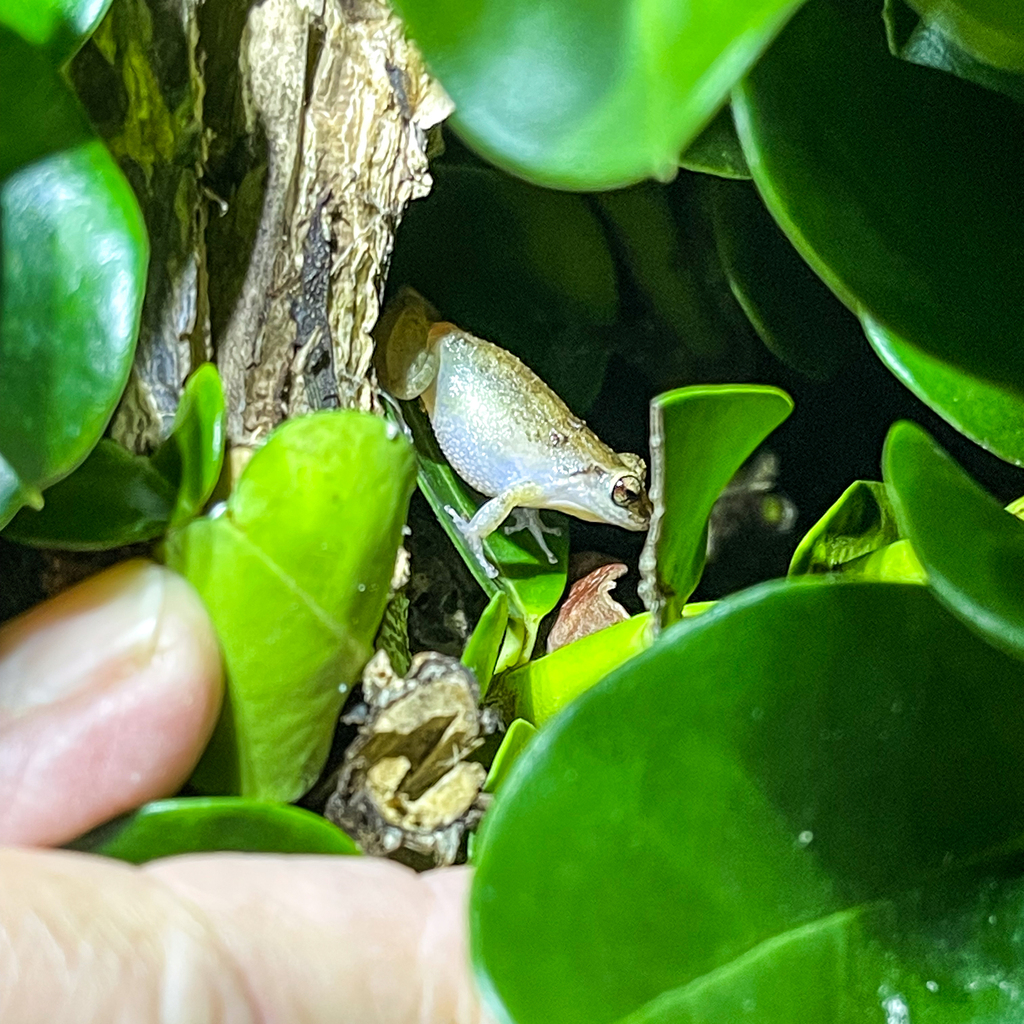 Montserrat Whistling Frog from Southampton Parish, Bermuda on April 30 ...