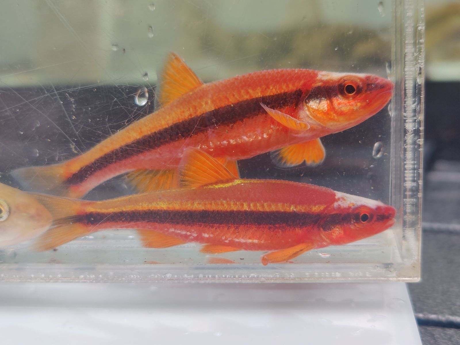 Notropis lutipinnis (Jordan & Brayton, 1878)