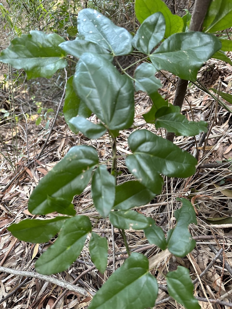 zabala fruit from Alemana Alto, Concepción, Biobío, CL on May 11, 2023 ...