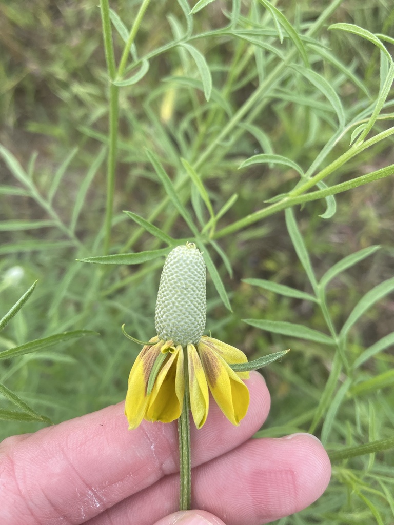 upright prairie coneflower from River Legacy Park, Fort Worth, TX, US ...